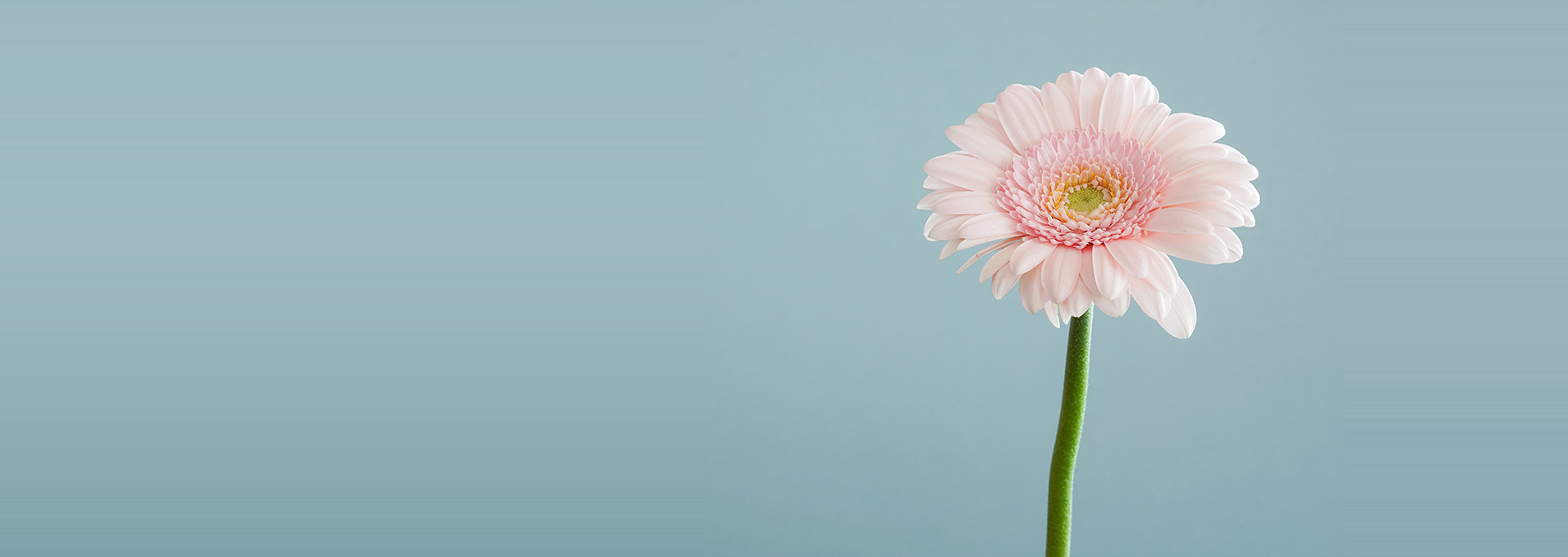 Exclusive Design by Best Florists – Jannah Flowers