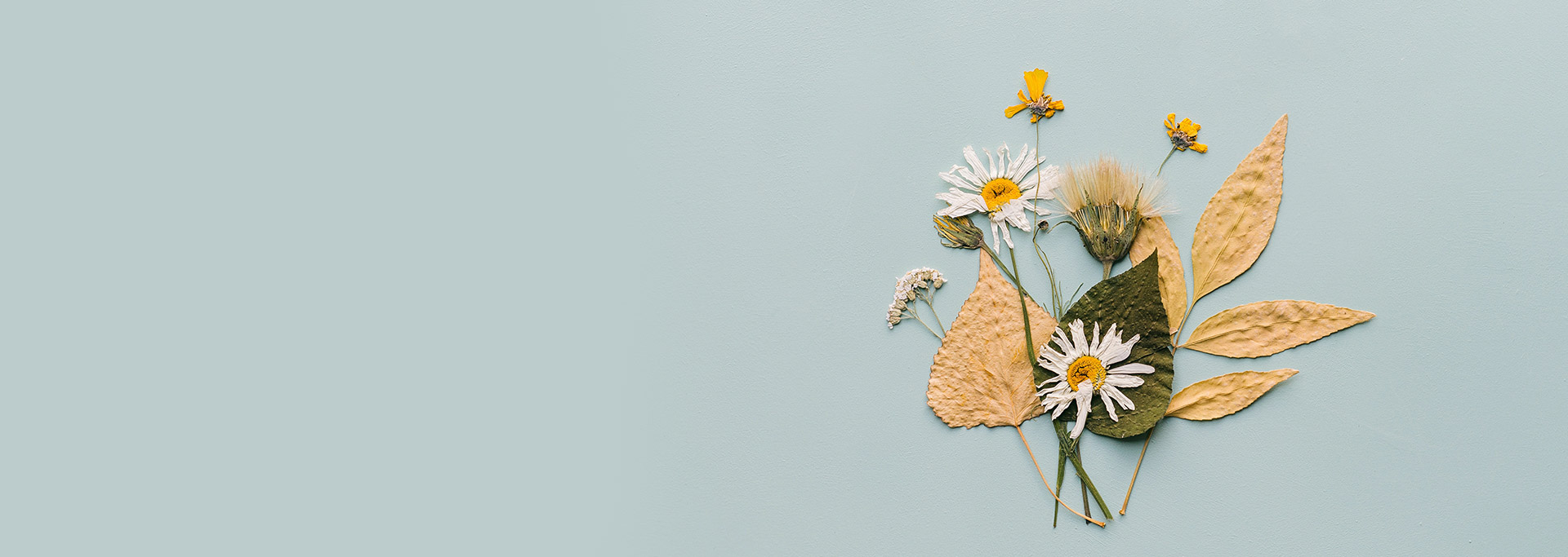 Natural, Fresh Cut Flowers – Jannah Flowers