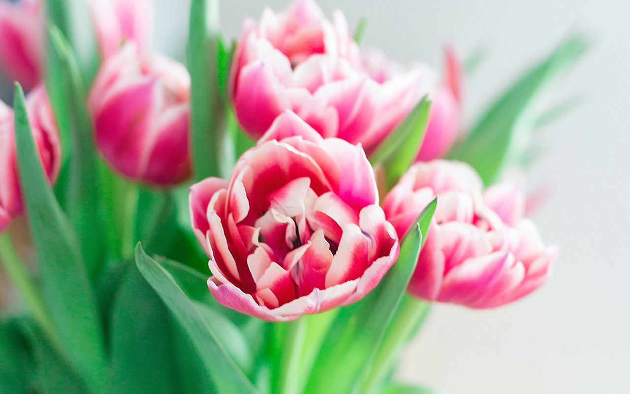 We Produce Beauty Inspired by Flowers – Jannah Flowers