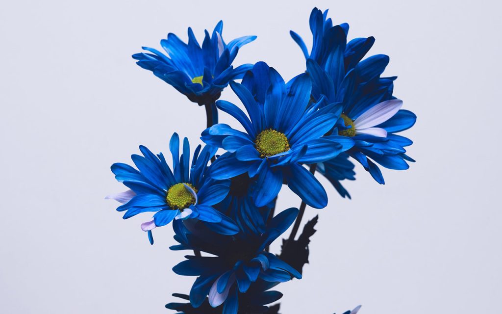 Beauty You Are Sure to Treasure – Jannah Flowers